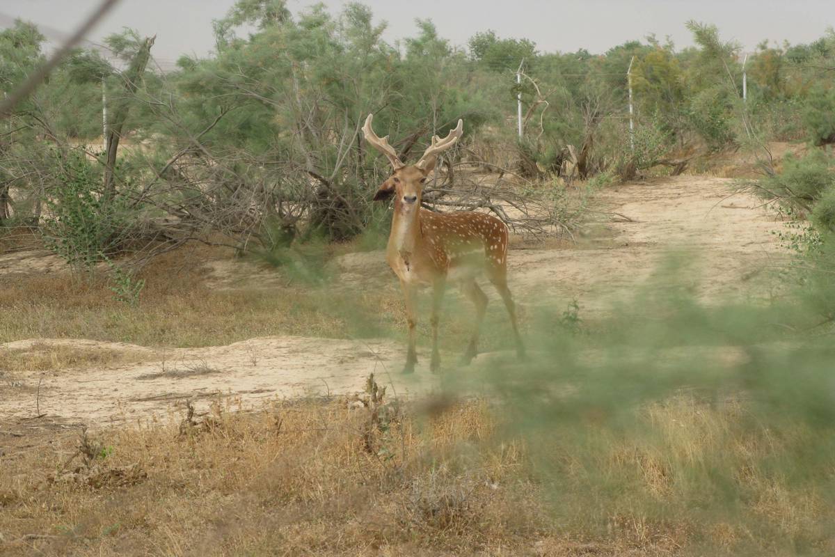 Iran Wildlife Watching Tour 2025-2026 (11 Days)-Iran SunWorld Travel Agency